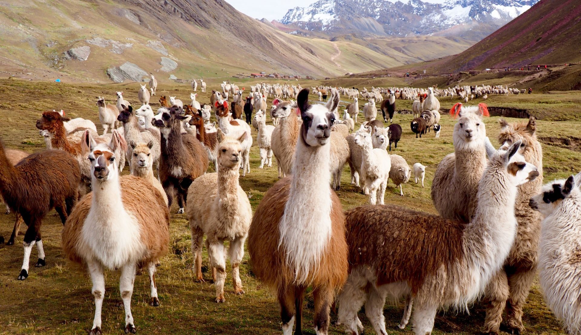 Llama and alpaca trekking - an animal-based supporting program ...